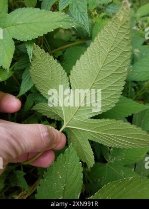 Japanese Hops (Humulus scandens) Plantae Stock Photo - Alamy
