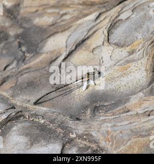 (Platycnemis phyllopoda), Insecta, 中国浙江省杭州市西湖区 Stock Photo - Alamy