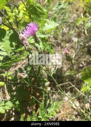 spotted knapweed (Centaurea stoebe) Plantae Stock Photo - Alamy