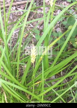 Cherokee sedge (Carex cherokeensis), Plantae, Ferriday, LA, US Stock ...