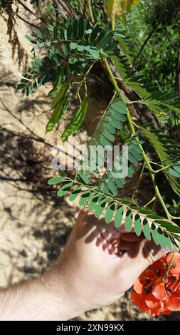 Scarlet Sesbane (Sesbania punicea) Plantae Stock Photo - Alamy