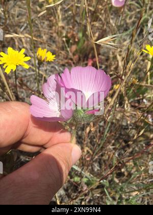 fringed checkerbloom (Sidalcea diploscypha) Plantae Stock Photo - Alamy