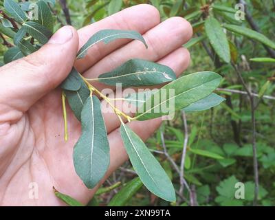 bog willow (Salix pedicellaris) Plantae Stock Photo - Alamy