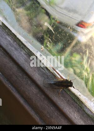 Variable Cicada (Kikihia muta) Insecta Stock Photo - Alamy