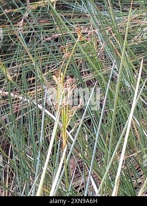 soft-stemmed bulrush (Schoenoplectus tabernaemontani) Plantae Stock ...