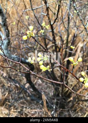 Pondspice (Litsea aestivalis) Plantae Stock Photo - Alamy