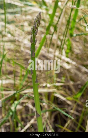 wild asparagus (Asparagus officinalis) Plantae Stock Photo - Alamy