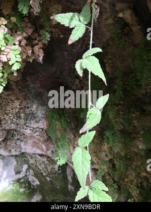 trailing blackberry (Rubus ursinus) Plantae Stock Photo - Alamy
