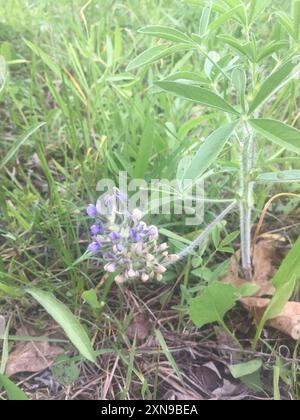 breadroot scurf pea (Pediomelum esculentum) Plantae Stock Photo - Alamy