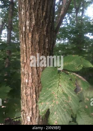 slippery elm (Ulmus rubra), Plantae, Waitsfield, VT, USA, Growing on ...