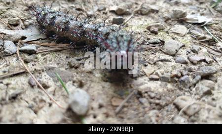 Buck Moth (Hemileuca maia) Insecta Stock Photo - Alamy