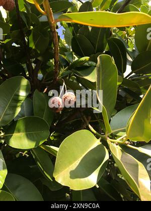 Alexandrian Laurel (Calophyllum inophyllum) Plantae Stock Photo - Alamy