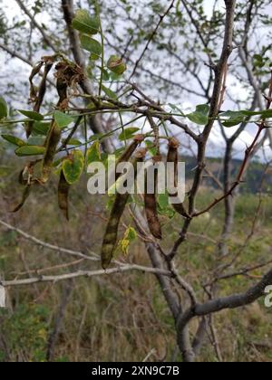 New Mexico locust (Robinia neomexicana) Plantae Stock Photo - Alamy