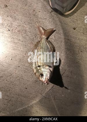 Pinfish (Lagodon rhomboides) Actinopterygii Stock Photo - Alamy