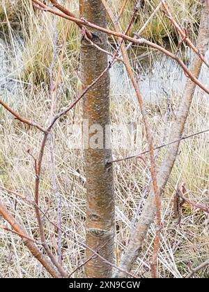 Red Alder (Alnus rubra) Plantae Stock Photo - Alamy
