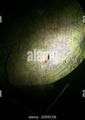 Eucalyptus Tortoise Beetle (Paropsis charybdis) Insecta Stock Photo - Alamy
