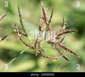 Purple nutsedge (Cyperus rotundus) Plantae Stock Photo - Alamy
