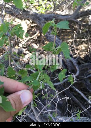 Texas mulberry (Morus microphylla) Plantae Stock Photo - Alamy