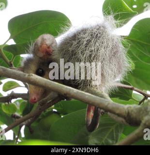 Big-eared opossum (Didelphis aurita), photographed in Sooretama ...