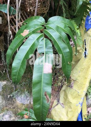 swamp vine fern (Stenochlaena palustris) Plantae Stock Photo - Alamy