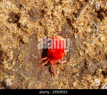 Giant Velvet Mites (Dinothrombium) Arachnida Stock Photo - Alamy