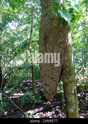Cecropia Ants and Allies (Azteca), Insecta, Soberanía National Park ...