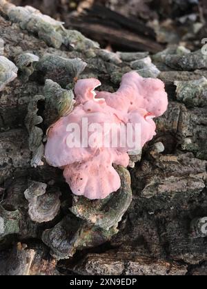Coral-pink Merulius (Phlebia incarnata) Fungi Stock Photo - Alamy