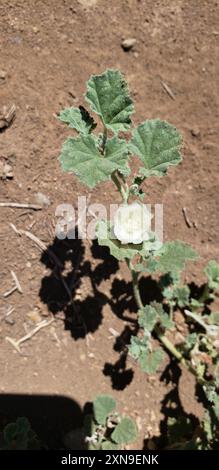 alkali mallow (Malvella leprosa) Plantae Stock Photo - Alamy