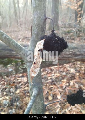 Beech Blight Aphid (Grylloprociphilus imbricator) Insecta Stock Photo ...