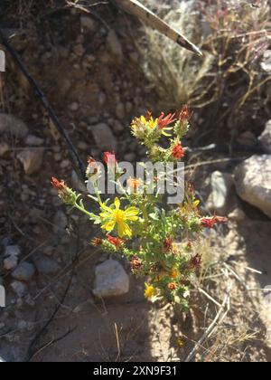 (Xanthisma viscidum) Plantae Stock Photo - Alamy