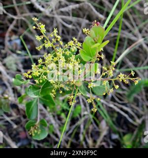 Common Glossy Currantrhus (Searsia lucida lucida) Plantae Stock Photo ...
