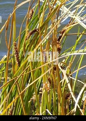 water sedge (Carex aquatilis) Plantae Stock Photo - Alamy