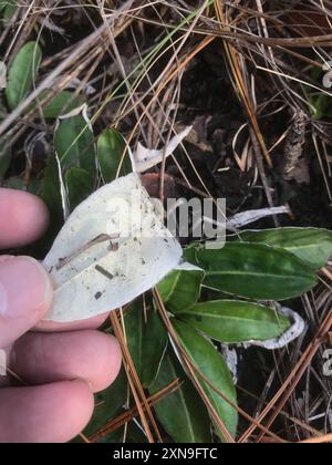 Pineland Daisy (Chaptalia tomentosa) Plantae Stock Photo - Alamy