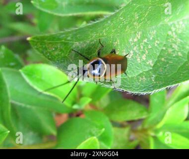 (Pseudomops neglectus) Insecta Stock Photo - Alamy