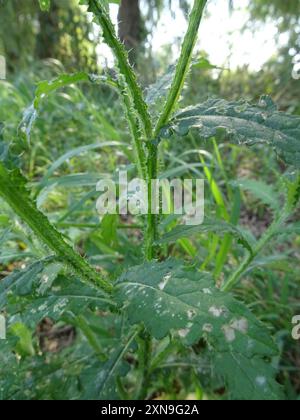Welted Thistle (Carduus crispus) Plantae Stock Photo - Alamy