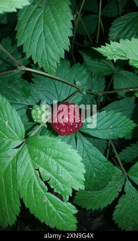 dwarf raspberry (Rubus pubescens) Plantae Stock Photo - Alamy