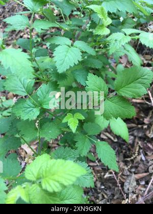 whitebark raspberry (Rubus leucodermis) Plantae Stock Photo - Alamy
