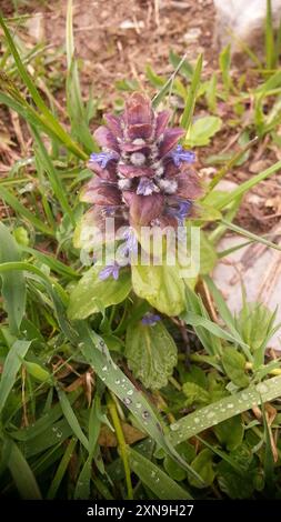 Pyramidal Bugle (Ajuga pyramidalis) Plantae Stock Photo - Alamy