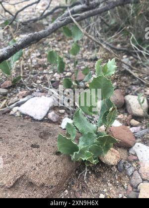 dwarf desert peony (Acourtia nana) Plantae Stock Photo - Alamy