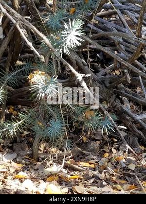 Parry pinyon (Pinus quadrifolia) Plantae Stock Photo - Alamy