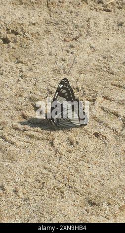 Weidemeyer's Admiral (Limenitis weidemeyerii) Insecta Stock Photo - Alamy
