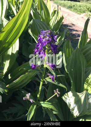 Subalpine Larkspur (Delphinium barbeyi) Plantae Stock Photo - Alamy