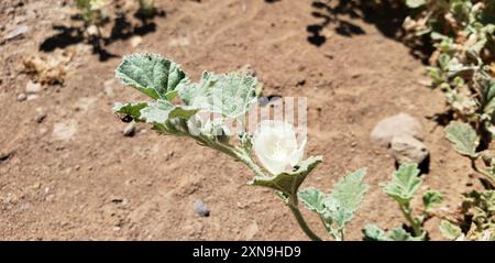 alkali mallow (Malvella leprosa) Plantae Stock Photo - Alamy