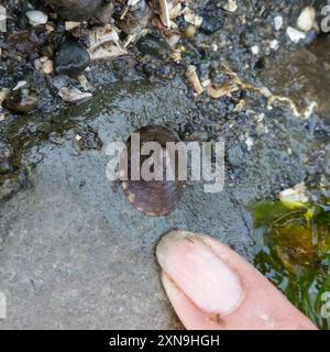 Lottia Limpets (Lottia) Mollusca Stock Photo - Alamy