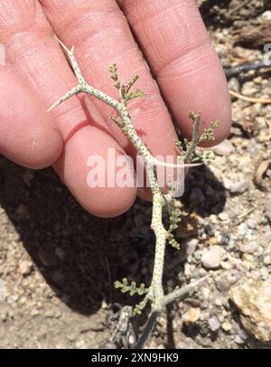 Nevada smokebush (Psorothamnus polydenius) Plantae Stock Photo - Alamy