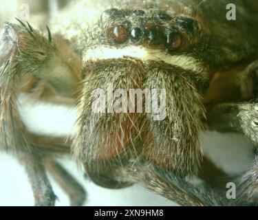 Pantropical Huntsman Spider (Heteropoda venatoria) Arachnida Stock ...