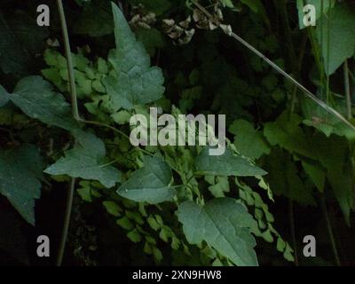 Pipestem Clematis (Clematis lasiantha) Plantae Stock Photo - Alamy