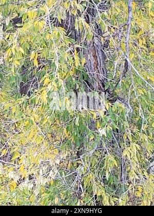 Narrowleaf Cottonwood (Populus angustifolia) Plantae Stock Photo - Alamy