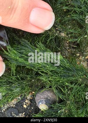 green rope (Acrosiphonia coalita) Plantae Stock Photo - Alamy