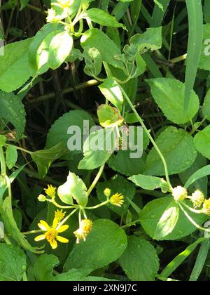 sea daisy (Wollastonia biflora) Plantae Stock Photo - Alamy